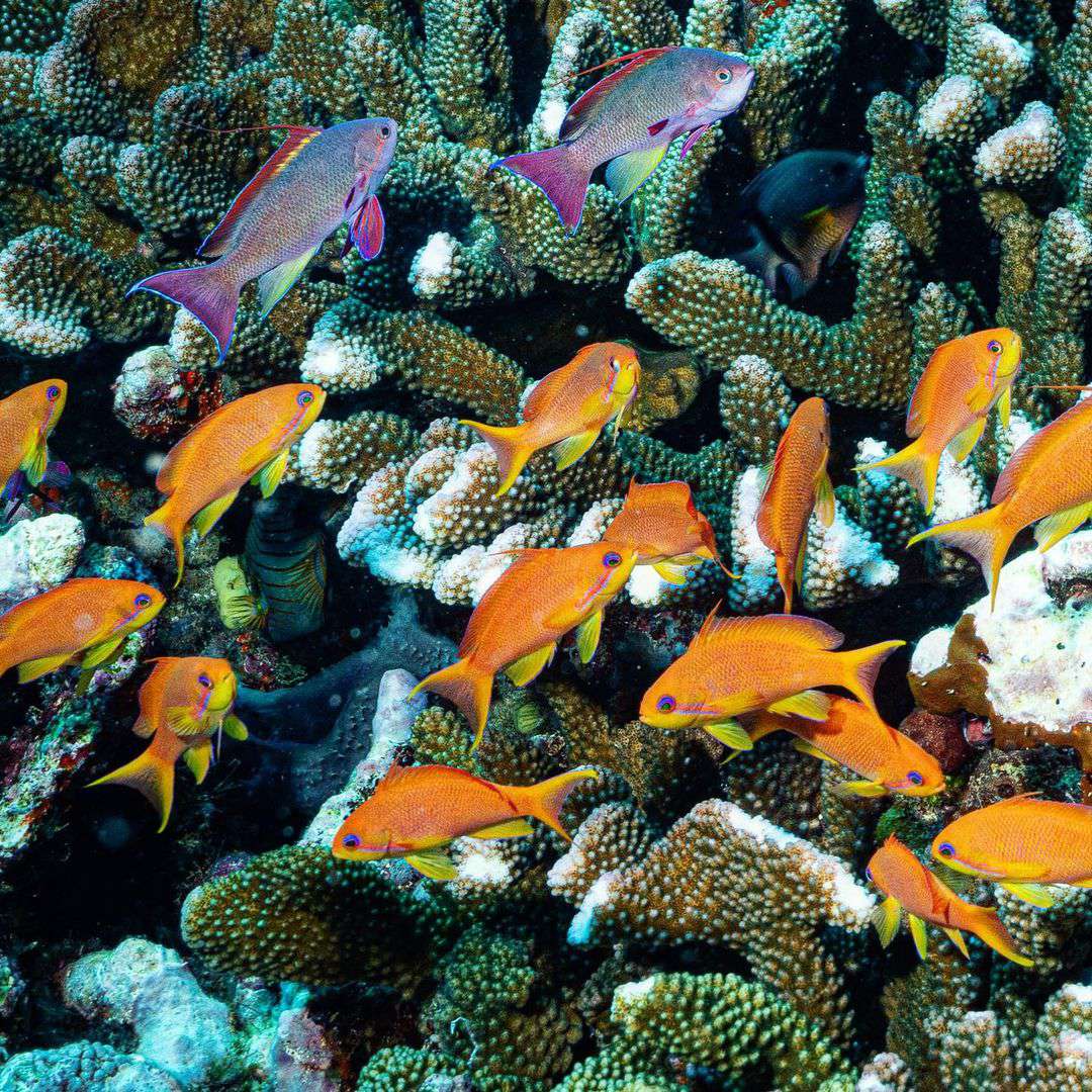 Marko Dimitrijevic | Official Profile on The Marque