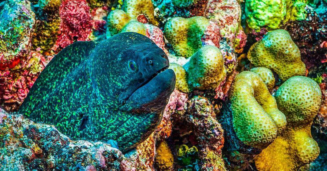 Marko Dimitrijevic | Official Profile on The Marque