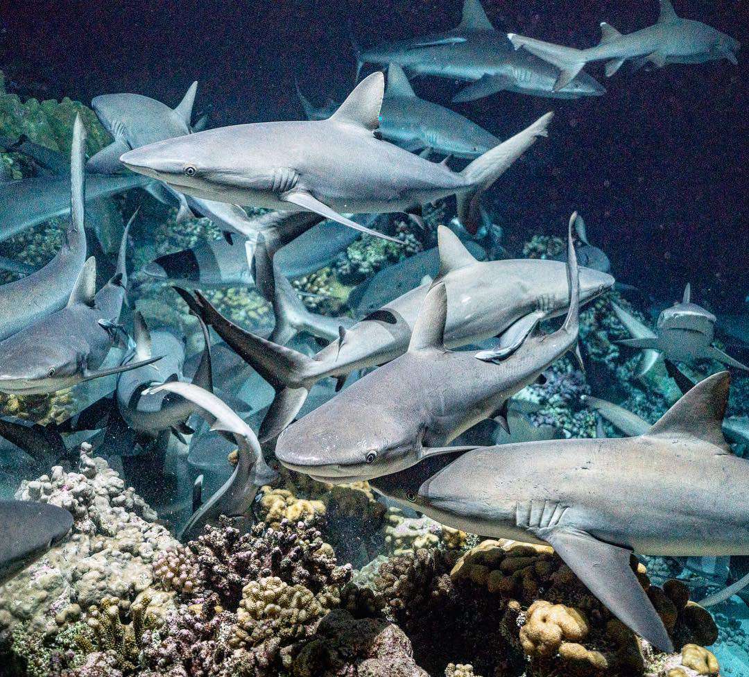 Marko Dimitrijevic | Official Profile on The Marque