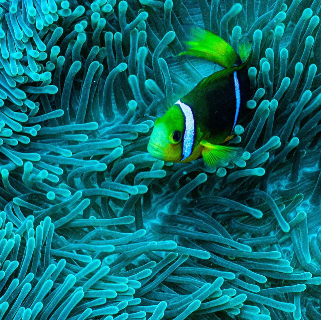 Marko Dimitrijevic | Official Profile on The Marque