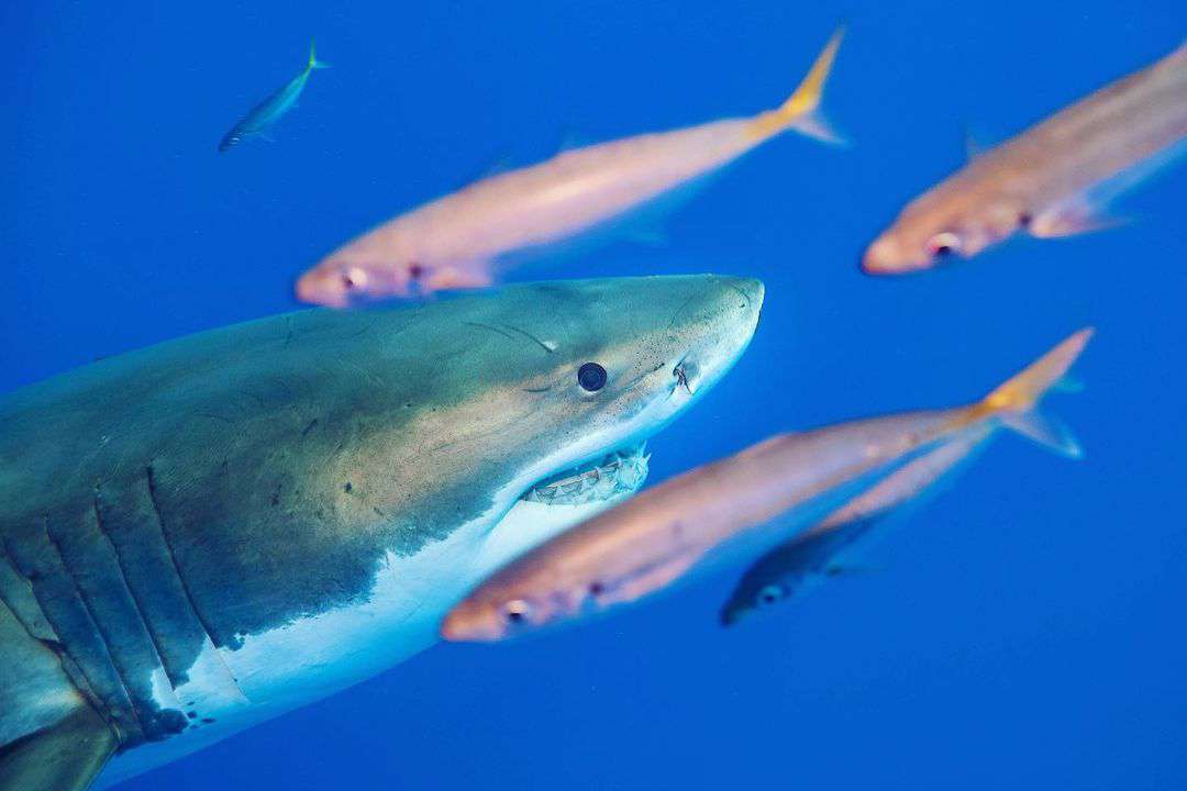 Marko Dimitrijevic | Official Profile on The Marque