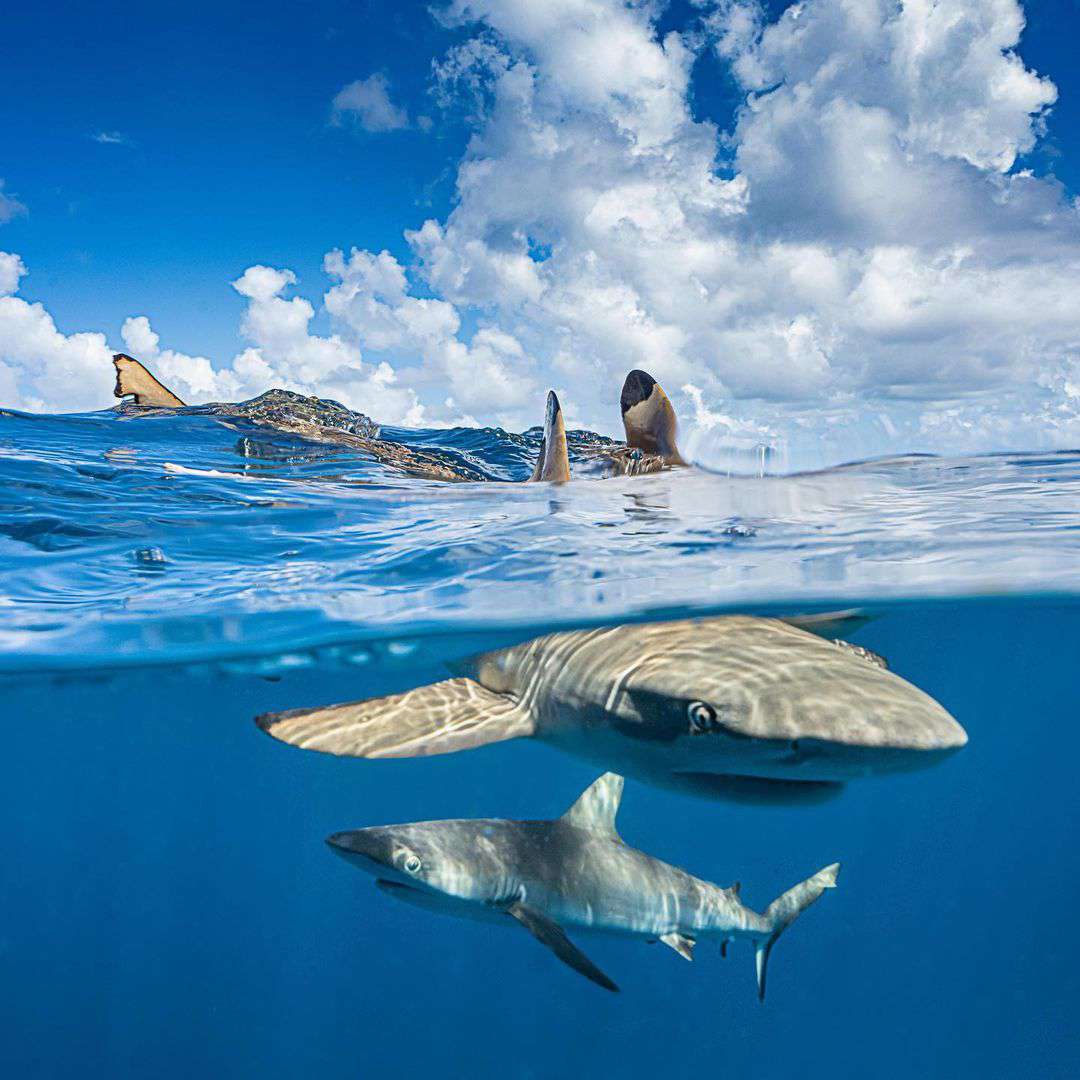 Marko Dimitrijevic | Official Profile on The Marque